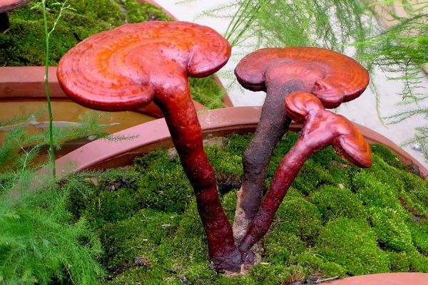 Propiedades del Hongo Ganoderma Propiedades del Hongo Ganoderma